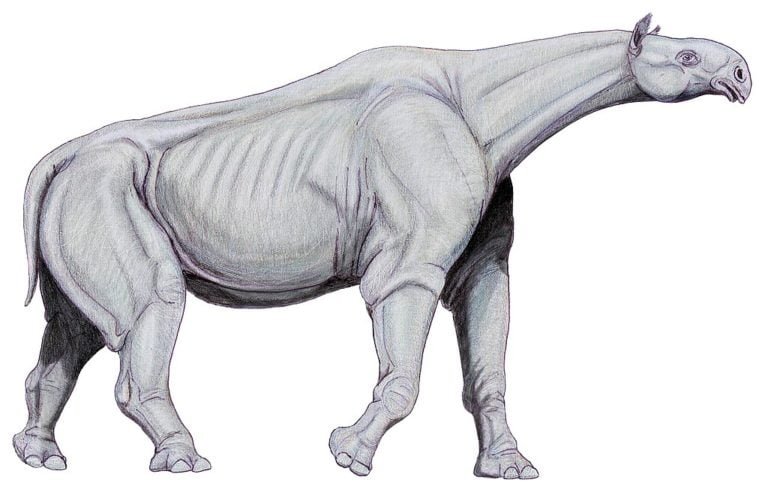 Megafauna, Baluchitherium (Paraceratherium), Colossus Of The Canopy ...