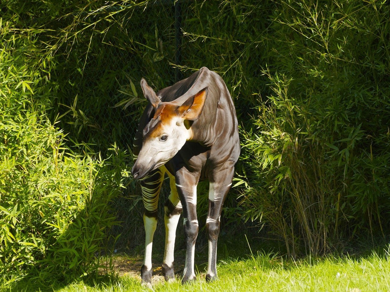 Monster Okapi | Fantasy I Sci-Fi I Books I Films I World Building